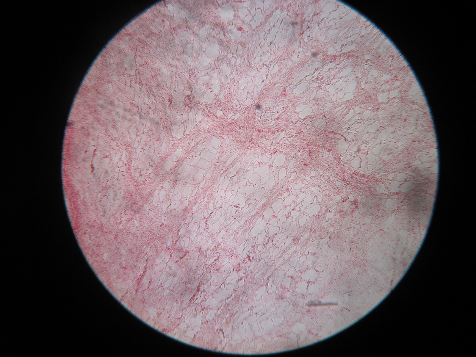 Loose Areolar Connective Tissue HowMed