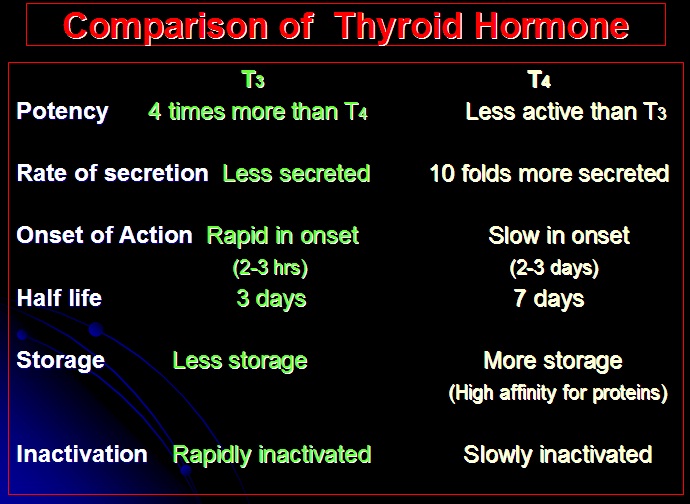 Hormones Of Thyroid Gland HowMed Hormones Of Thyroid Gland HowMed